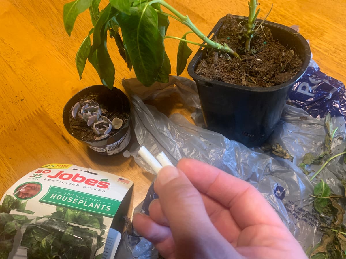 Are Cheap Clearance Plants At The Garden Center Worth It? - Hortiwriter ...