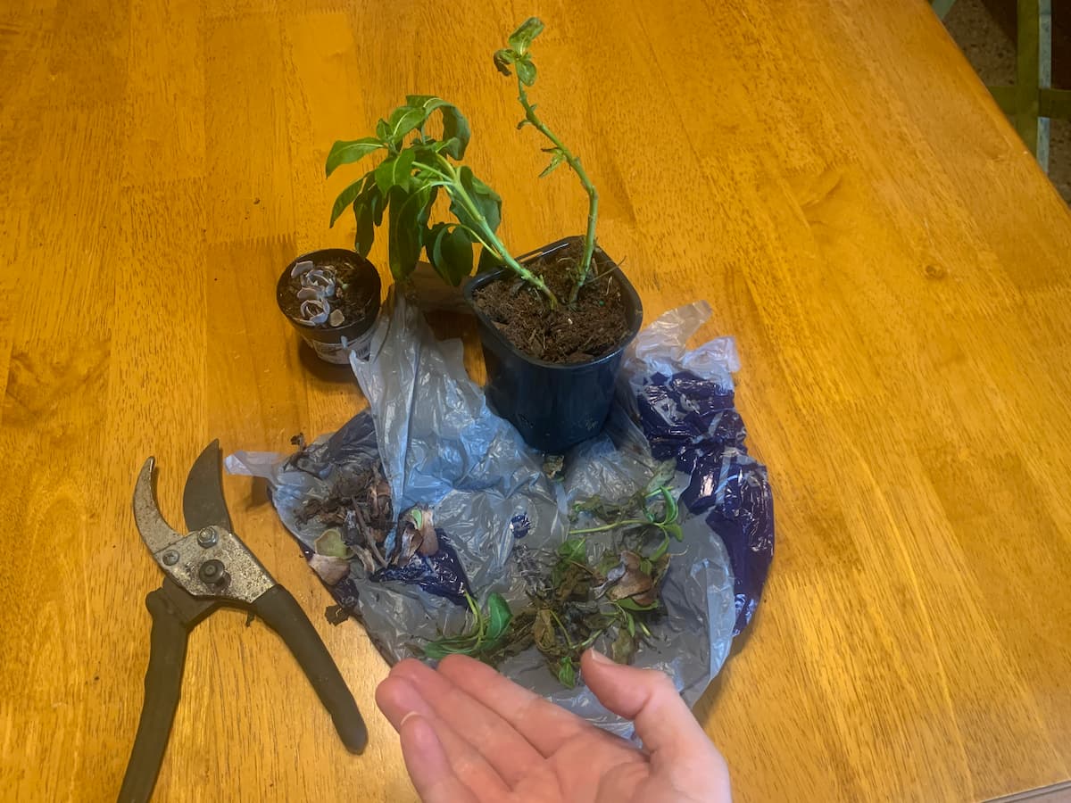 Are Cheap Clearance Plants At The Garden Center Worth It? - Hortiwriter ...