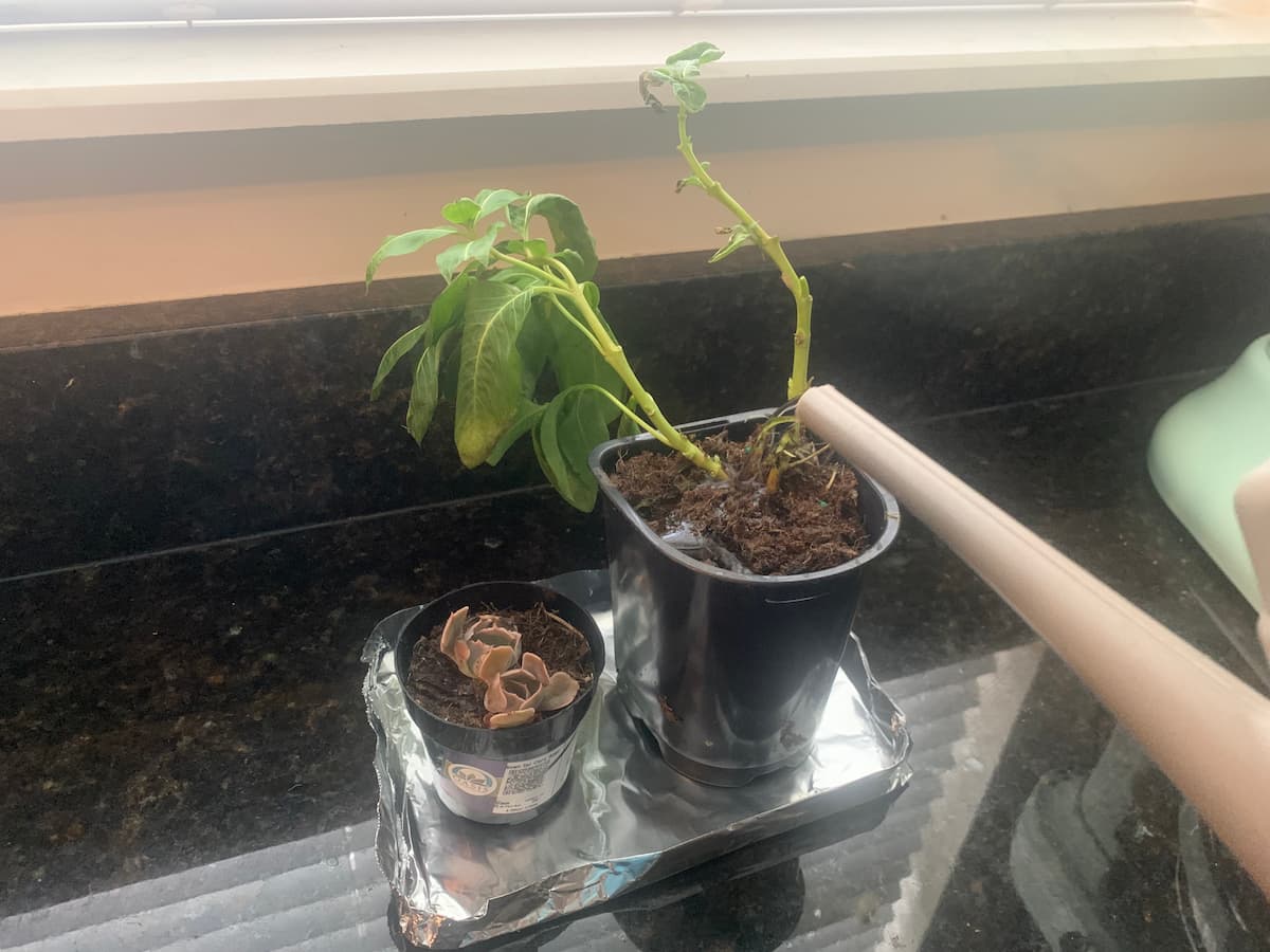 Are Cheap Clearance Plants At The Garden Center Worth It? - Hortiwriter ...
