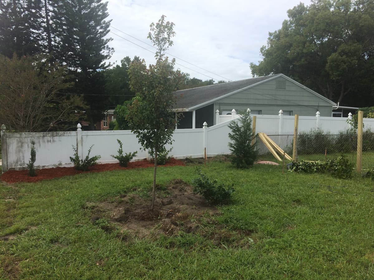 Want To Grow Maple Trees In Florida? Here's How! - Hortiwriter: The ...